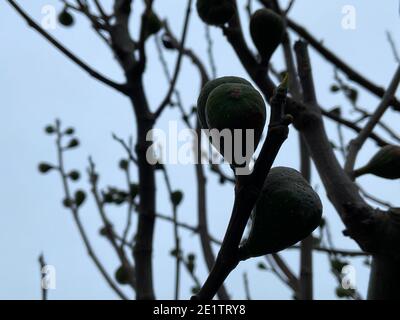 Fig tree silhouette in winter background with copy space Stock Photo ...