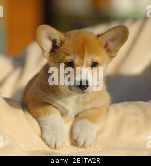 A closeup of a Pembroke Welsh Corgi dog walking on a grassy ground ...