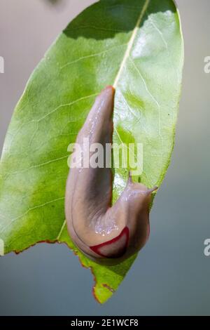 Red Triangle Slug, Triboniophorus graeffei. It is the largest native ...