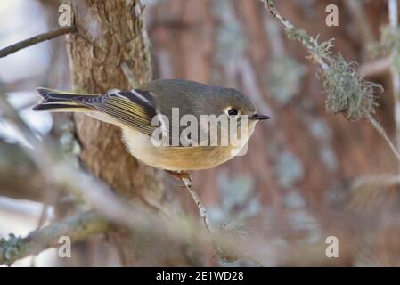 Ruby-crowned Kinglet (Regulus calendula) Profile with red crown ...