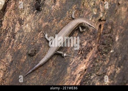 Garden Skink (Lampropholis delicata Stock Photo - Alamy