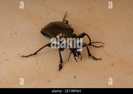 Adult Caterpillar hunter Beetle of the species Calosoma alternans doing ...