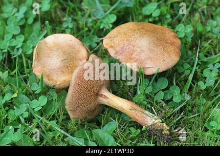 Chalciporus piperatus, known as the peppery bolete, wild mushroom from ...