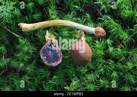 Tolypocladium capitatum, known as the Drumstick Truffleclub parasitic ...