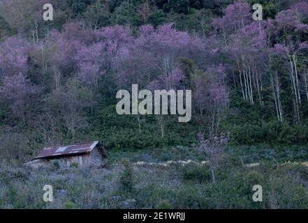 The house is alone at the foot of the apricot hill Stock Photo - Alamy