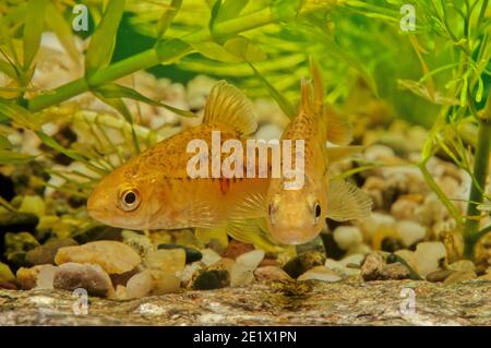 Gold barb Barbodes semifasciolatus Chinese barb aquarium fish isolated ...