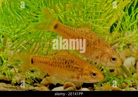 Gold barb Barbodes semifasciolatus Chinese barb aquarium fish isolated ...