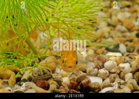 Gold barb Barbodes semifasciolatus Chinese barb aquarium fish isolated ...