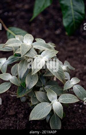 Strobilanthes gossypinus,evergreen leaves,silver grey fur,furry,silver ...