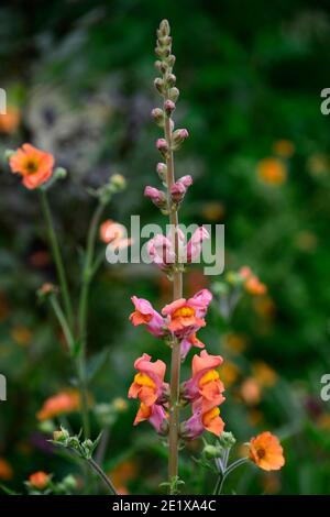 Antirrhinum majus overture orange,snapdragon,snapdragons,orange,flowers ...