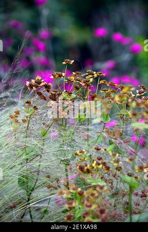 Bupleurum longifolium Bronze Beauty,umbellifer,perennial,flowerheads ...