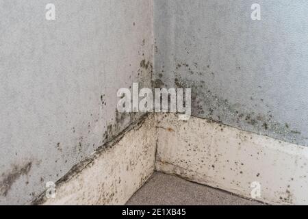 Internal damp mould Stock Photo - Alamy