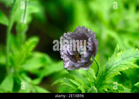 Amazing Grey poppy Stock Photo - Alamy