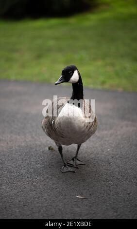 A cute goose posing to camera standing on one leg while hiding it's ...