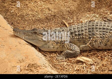 The Philippine or Mindoro crocodile, Crococdylus mindorensis, lives in ...