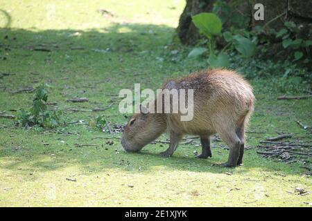 Capybara, the biggest rodent in Colombia. Photo taken in Arauca ...