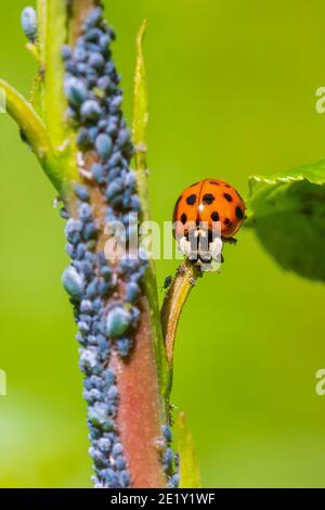 Selective closeup of a red ladybug on green leaves Stock Photo - Alamy