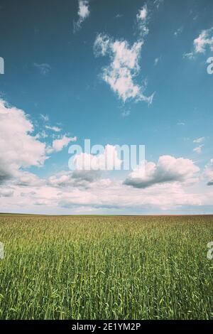 spring landscape - agricultural field with young ears of wheat, green ...