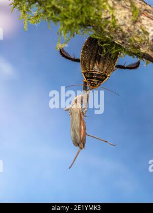 Acilius sulcatus lesser diving beetle larva eating backswimmer nymph ...