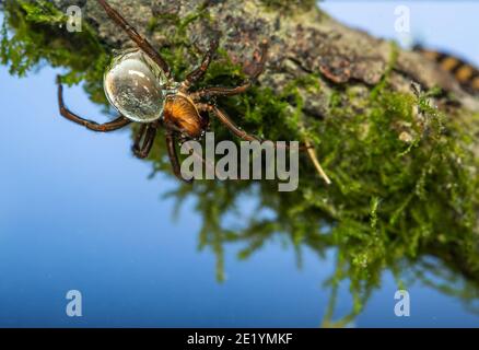 Diving bell spider Stock Photo - Alamy