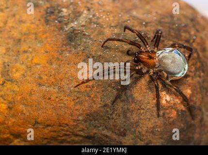 Diving bell spider Stock Photo - Alamy