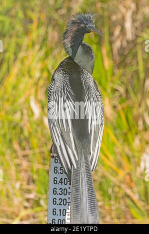 Male anhinga along the Anhinga Trail in Everglades National Park near ...