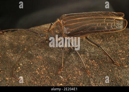 New Zealand huhu beetle (Prionoplus reticularis Stock Photo - Alamy