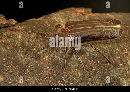 New Zealand huhu beetle (Prionoplus reticularis Stock Photo - Alamy