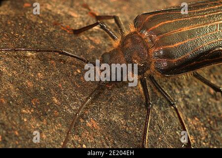 New Zealand huhu beetle (Prionoplus reticularis Stock Photo - Alamy