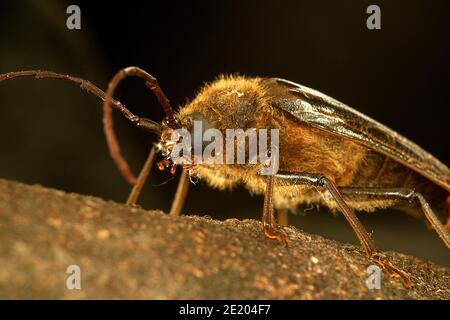 New Zealand huhu beetle (Prionoplus reticularis Stock Photo - Alamy