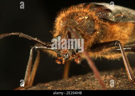 New Zealand huhu beetle (Prionoplus reticularis Stock Photo - Alamy