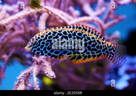 Female Black Leopard Wrasse, Macropharyngodon negrosensis, Batu Kapal ...