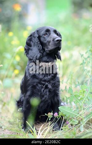 Portrait of black spaniel Stock Photo - Alamy
