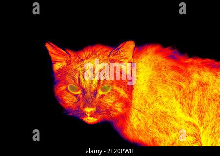 Cat in scientific high-tech thermal imager on black background isolated ...