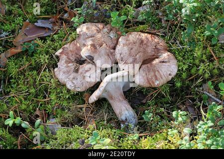 Sarcodon scabrosus, also called Hydnellum scabrosum, bitter tooth or ...