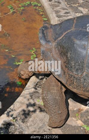 Galapagos Tortoise drinking water in a pond Stock Photo - Alamy