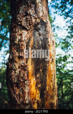 Vertical shot of a thick tree trunk beautifully decorated for a wedding ...