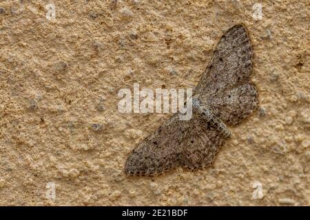 Small dusty wave moth (Idaea seriata). British insect in the family ...