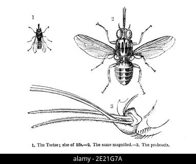 Tsetse fly (Glossina morsitans) biting a human, vector of ...