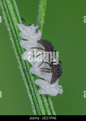 Hatching ladybird larvae with eggs Stock Photo - Alamy