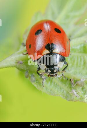 Ladybug eats aphid, Biological pest control with Beneficial animals ...