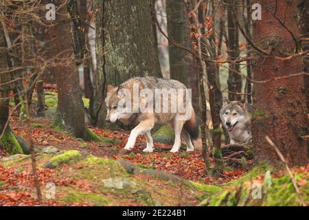 Eurasian wolf in the colorful autumn leaves Stock Photo - Alamy