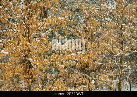 Winter foliage of an American beech tree. Yates Mill County Park ...
