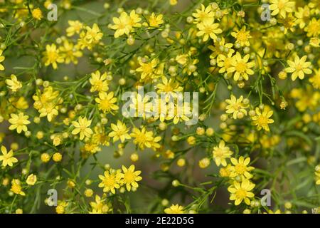 Prairie Broomweed, Amphiachyris dracunculoides Stock Photo - Alamy
