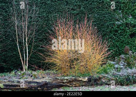 Autumn shrub border Cornus alba 'Spaethii', Cornus stolonifera ...