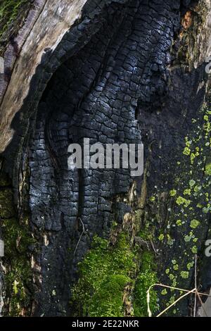 Texture of burnt trunk tree Stock Photo - Alamy