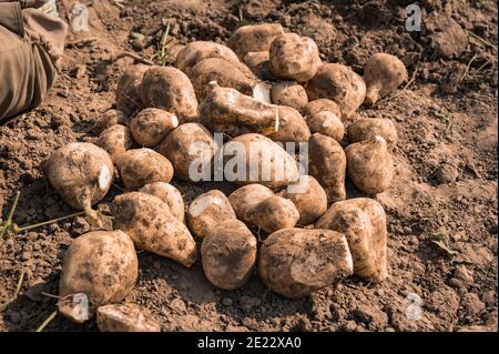 Jicama, also known as yam bean, is a round, fleshy taproot vegetable or ...