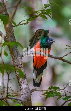 Eared Quetzal, Euptilotis neoxenus, a Mexican vagrant bird, in Cave ...