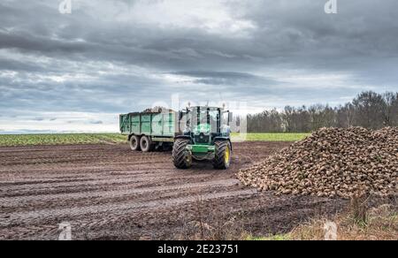 Tractor with a large trailer unloading freshly harvest sugar beet Stock ...