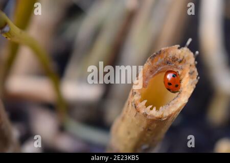 Hibernating seven spot ladybird Stock Photo - Alamy